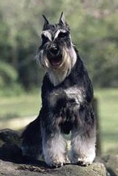 Miniature Schnauzer Head Video AKC Breed Requirements